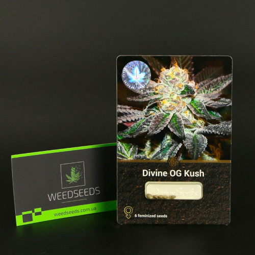 Заказать семена феминизированной марихуаны Divine OG Kush с гарантией Заказать семена феминизированной марихуаны Divine OG Kush с гарантией